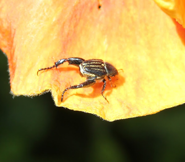 Monkey Beetle | Project Noah