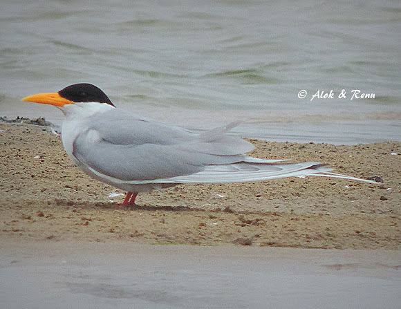 Indian River Tern | Project Noah