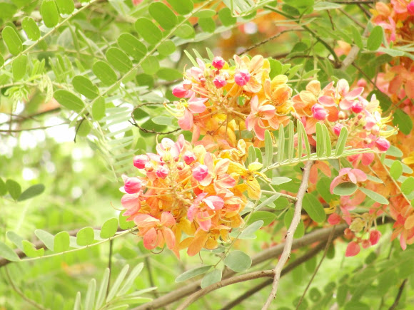 Rainbow Shower Tree | Project Noah