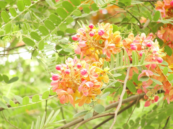 Rainbow Shower Tree | Project Noah
