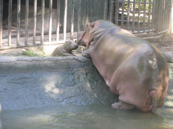 Hippopotamus | Project Noah
