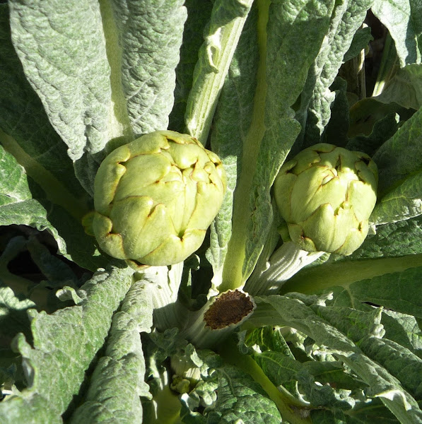 alcachofa o alcaucil | Project Noah