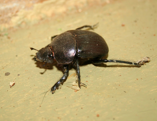 Large Copper Dung Beetle | Project Noah