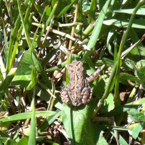 Eastern American Toad (metamorph) | Project Noah