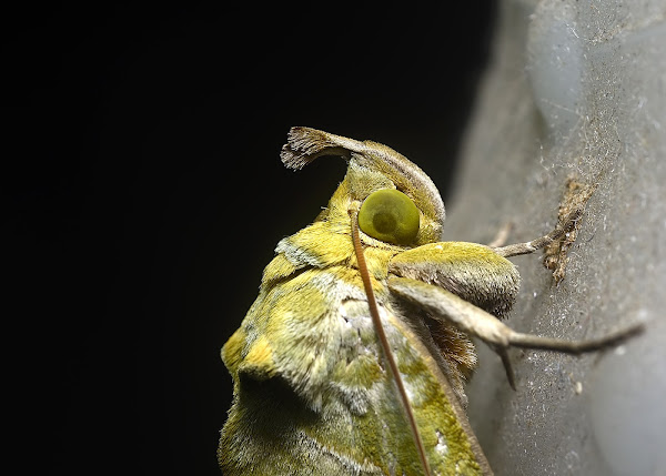 Fruit piercing moth - male | Project Noah