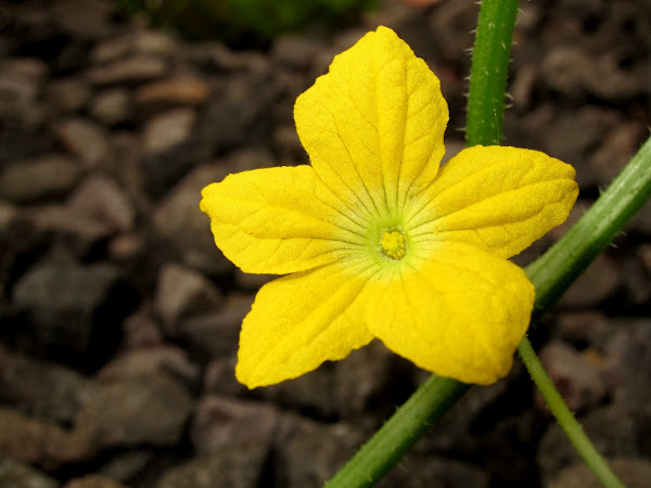 Bitter Gourd Flower | Project Noah