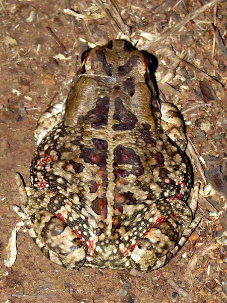 Olive toad | Project Noah