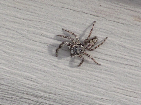 Tan Jumping Spider | Project Noah