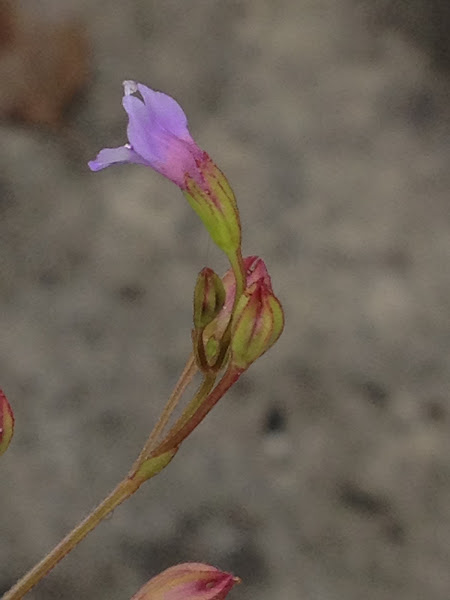 Wishbone Flower | Project Noah