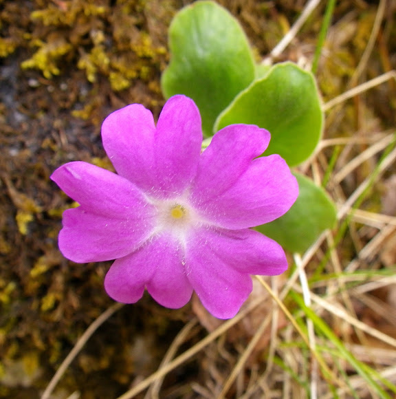 Primula kitaibeliana, kitaibelov jaglac | Project Noah