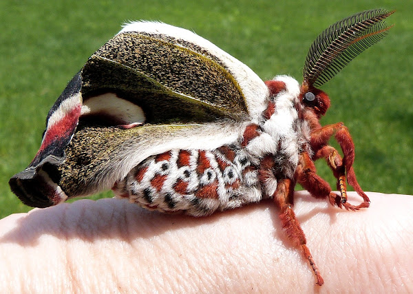 Cecropia Moth | Project Noah