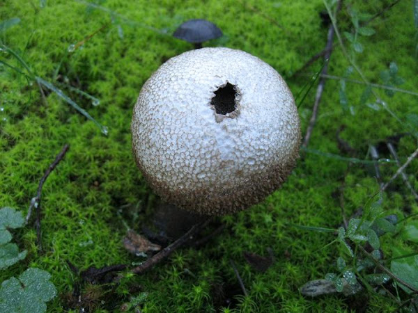 Lycoperdon | Project Noah