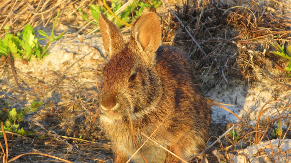 Marsh Rabbit | Project Noah