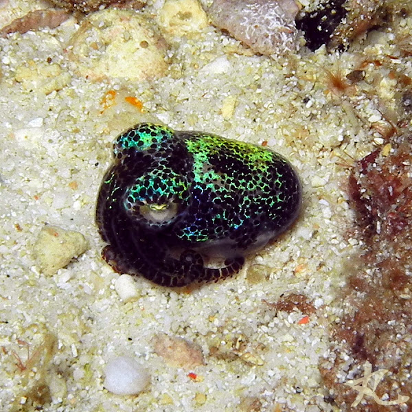 Bobtail Squid | Project Noah