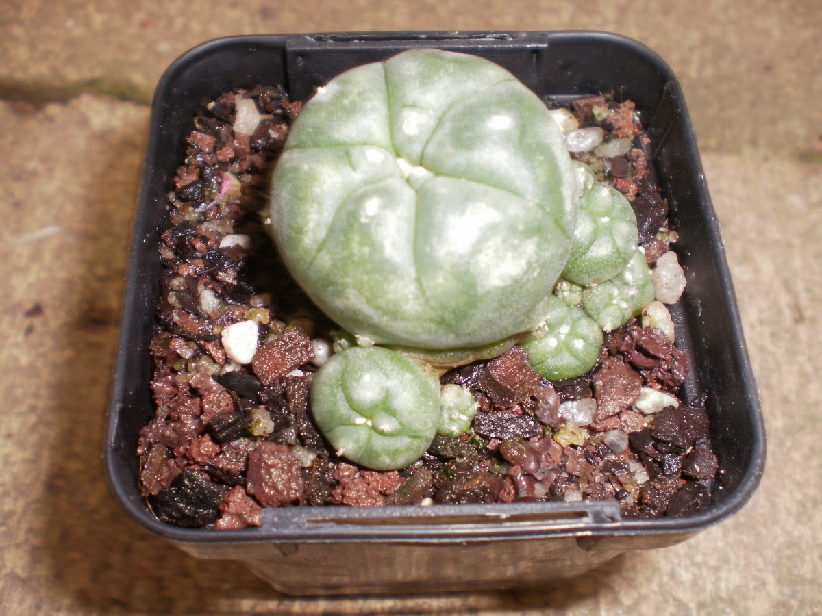 Peyote Cacti | Project Noah