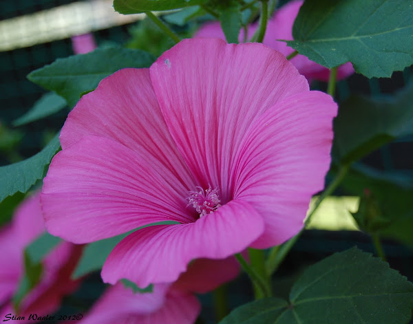 Annual Mallow | Project Noah