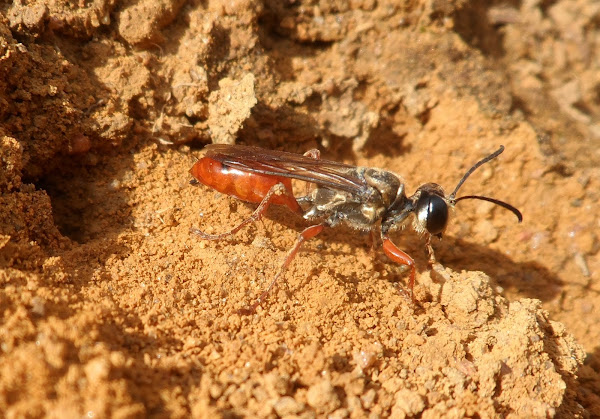 Digger wasp | Project Noah