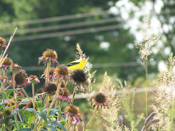 American Goldfinch | Project Noah