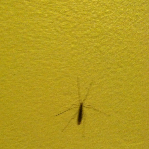 Crane fly | Project Noah