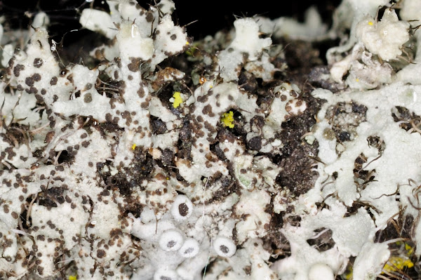 Physcia sp. | Project Noah