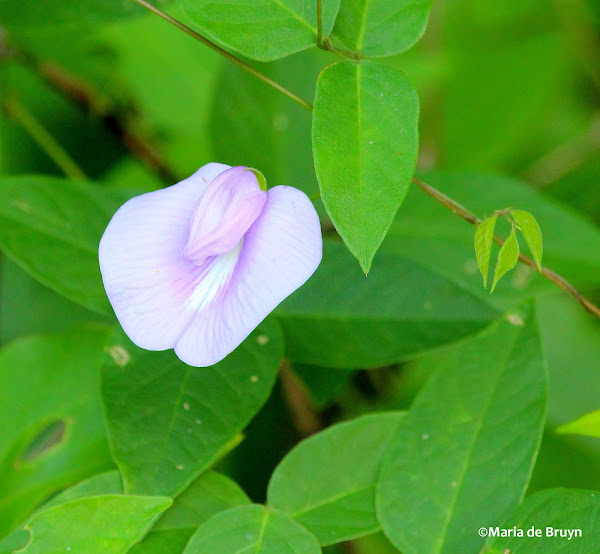 Wild pea flower | Project Noah