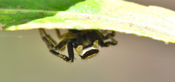 Large Jumping Spider | Project Noah