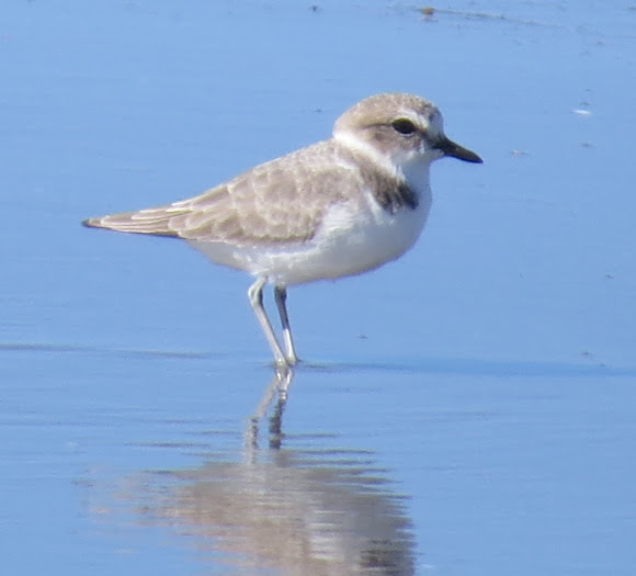 Western Snowy Plover | Project Noah
