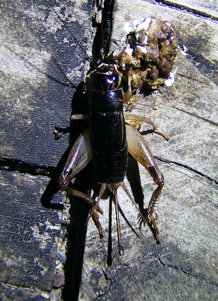 Cricket | Project Noah