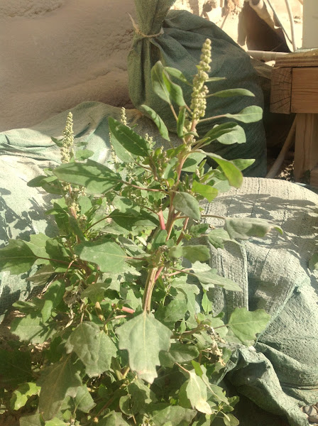 Goosefoot | Project Noah