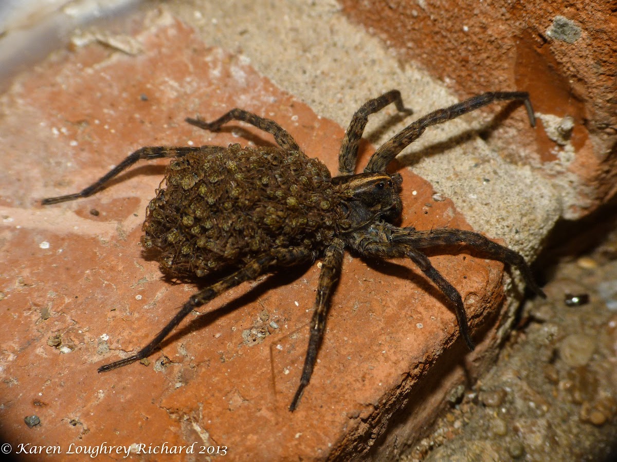 Carolina wolf spider with spiderlings | Project Noah