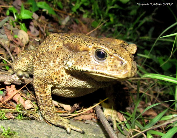 Himalayan Toad | Project Noah