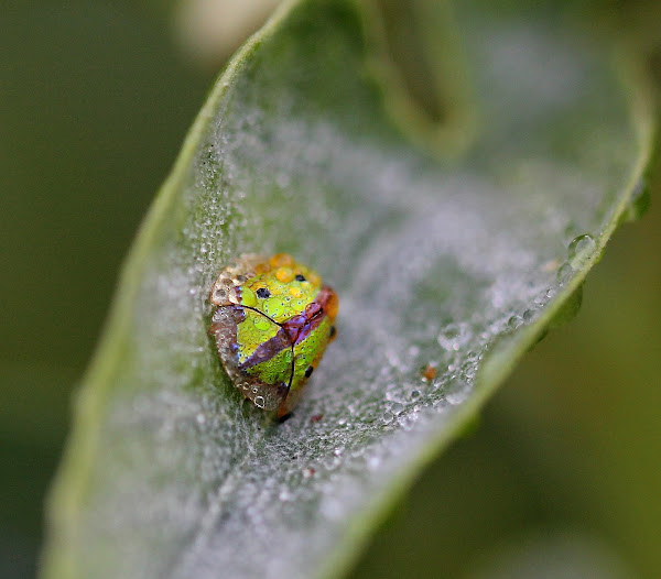 Tortoise Beetle | Project Noah