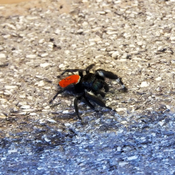 Red-rumped jumping spider | Project Noah