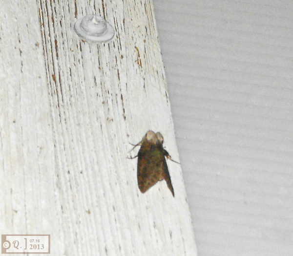 Tufted Thyatirid or Thyatirin | Project Noah