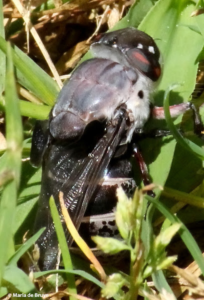 Rabbit Bot Fly, female | Project Noah
