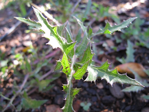 Dandilion | Project Noah