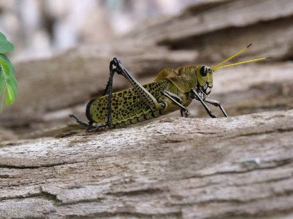 Spotting | Project Noah