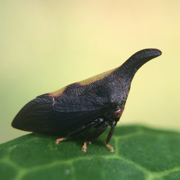 Thorn bug | Project Noah