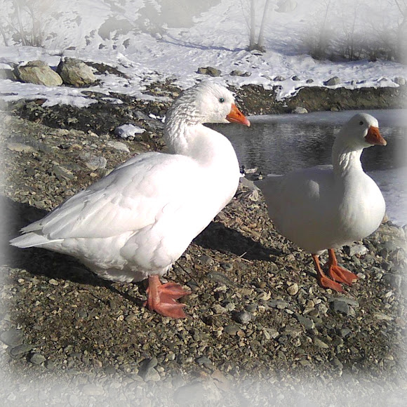 Embden Geese | Project Noah