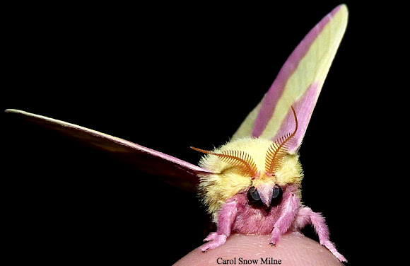 Rosy Maple Moth | Project Noah