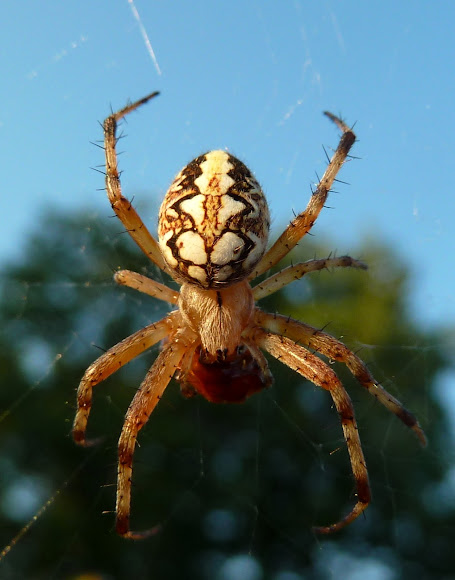 Oak Spider | Project Noah