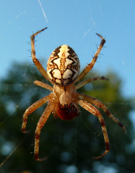 Oak Spider | Project Noah