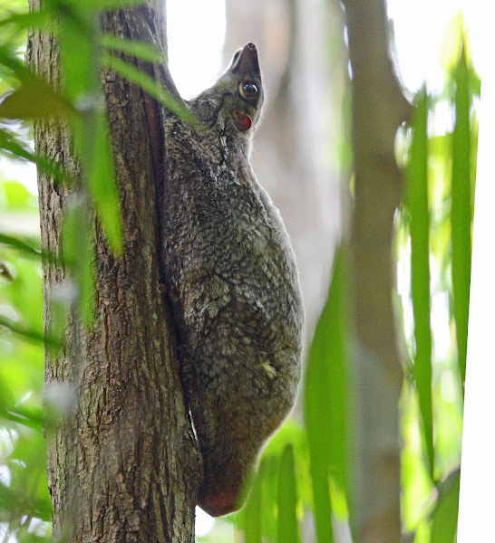 Sunda Flying Lemur | Project Noah