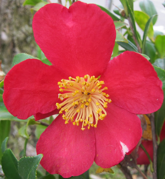 Red Camellias | Project Noah