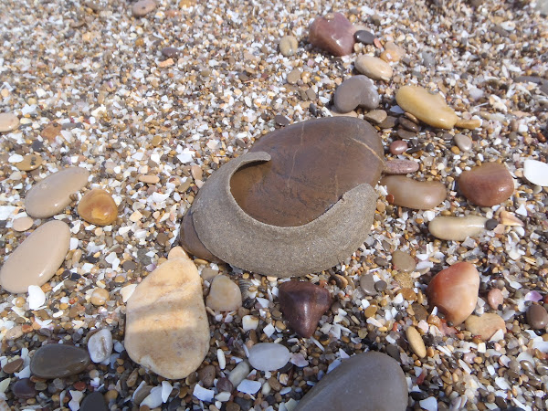 Sand collars of moon snails. Collar de arena | Project Noah