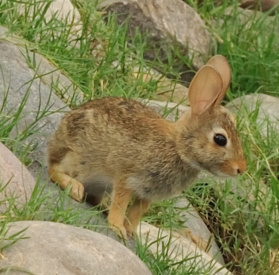 Eastern Cottontail rabbit | Project Noah