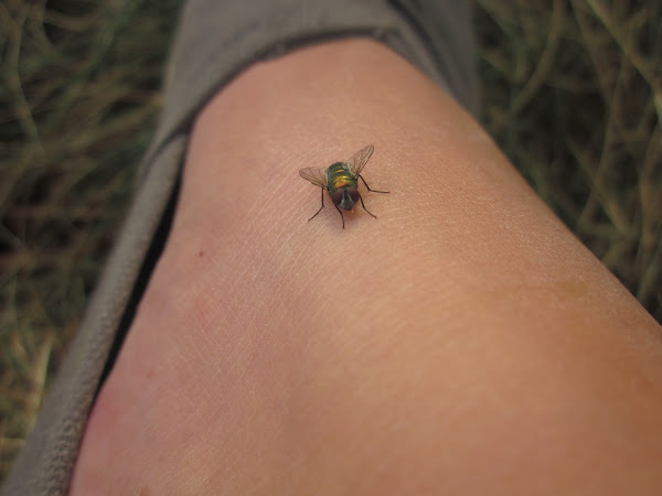 House fly | Project Noah