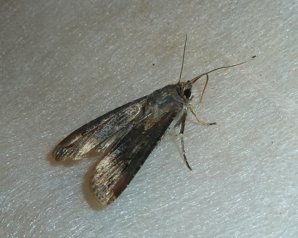 Dark Sword-grass Moth | Project Noah