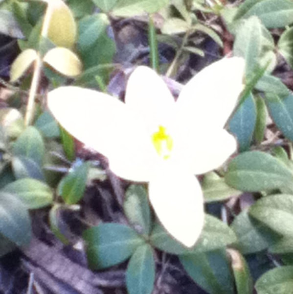 crocus | Project Noah