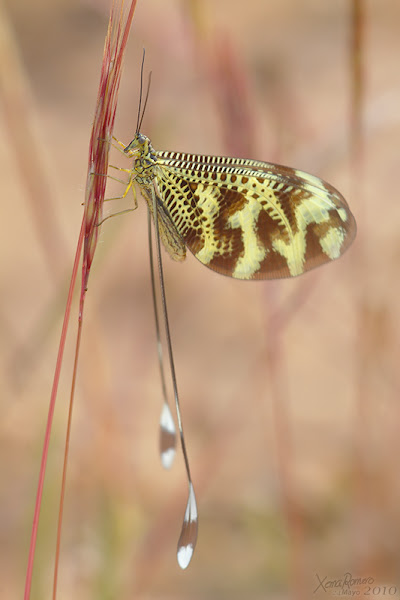 Nemoptera | Project Noah